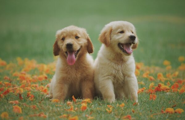 With flea and tick bites rising, FDA approves Merck parasiticide ...