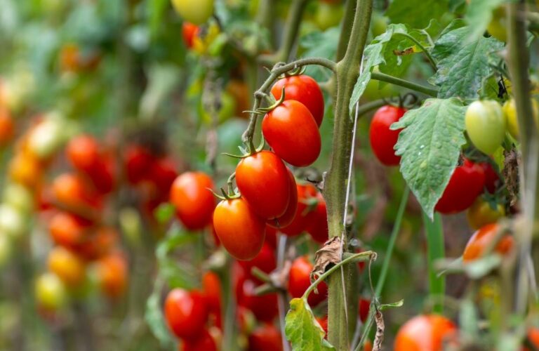 Wakefern opens applications for July 15 local produce supplier summit ...